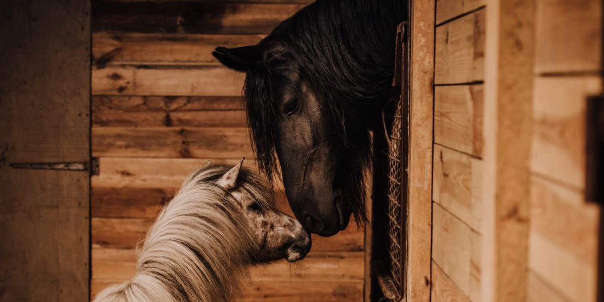 Why Lineage Matters in Horse Breeding Today – Stallion Estate